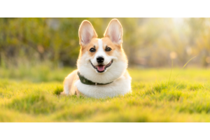 Neocort Cream for Pets: Effective Skin Treatment in Australia ...