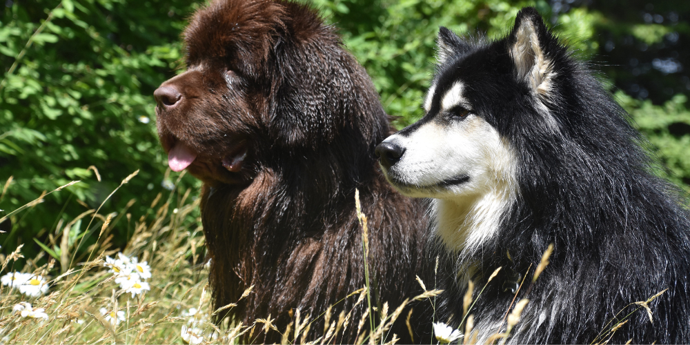 Shine Bright: Expert Grooming Tips and Top Products for Maintaining a ...